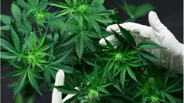 CBDA vs CBD: Everything You Need to Know - Fun With Dizzies