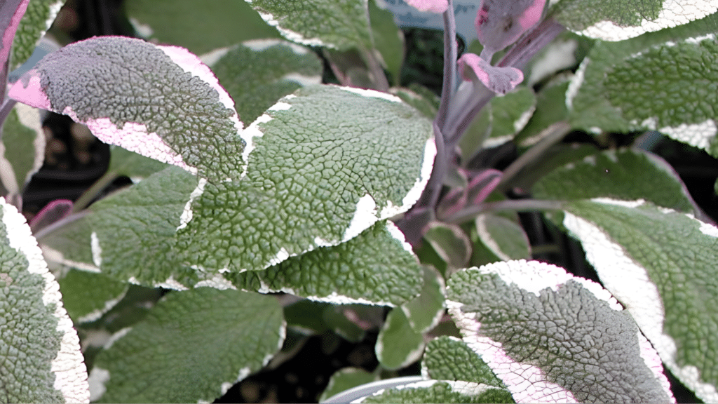 What Does Sage Smell Like and Why is it Unique? - Fun With Dizzies