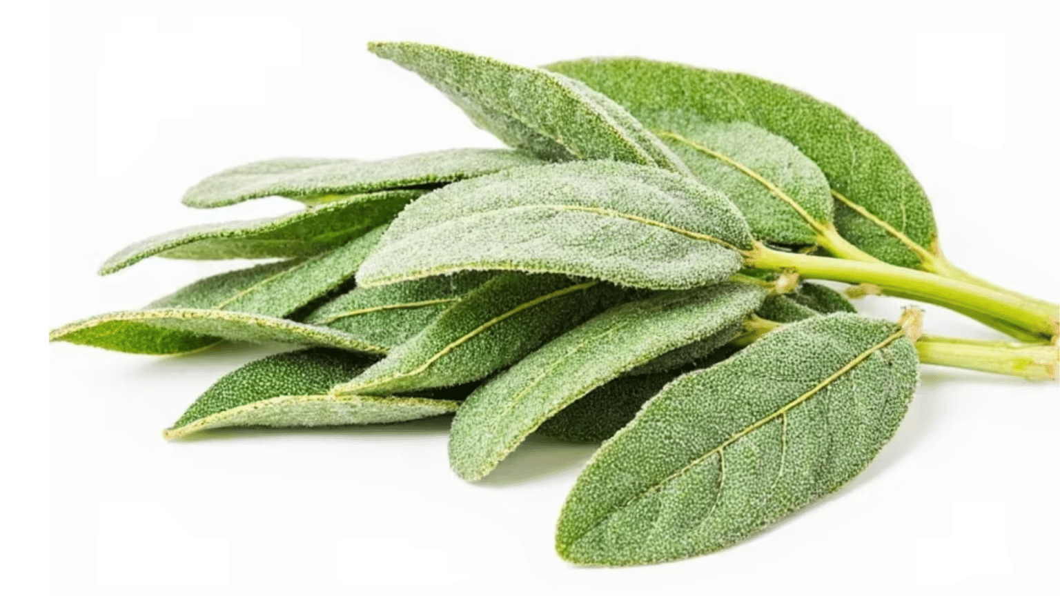 What Does Sage Smell Like and Why is it Unique? - Fun With Dizzies