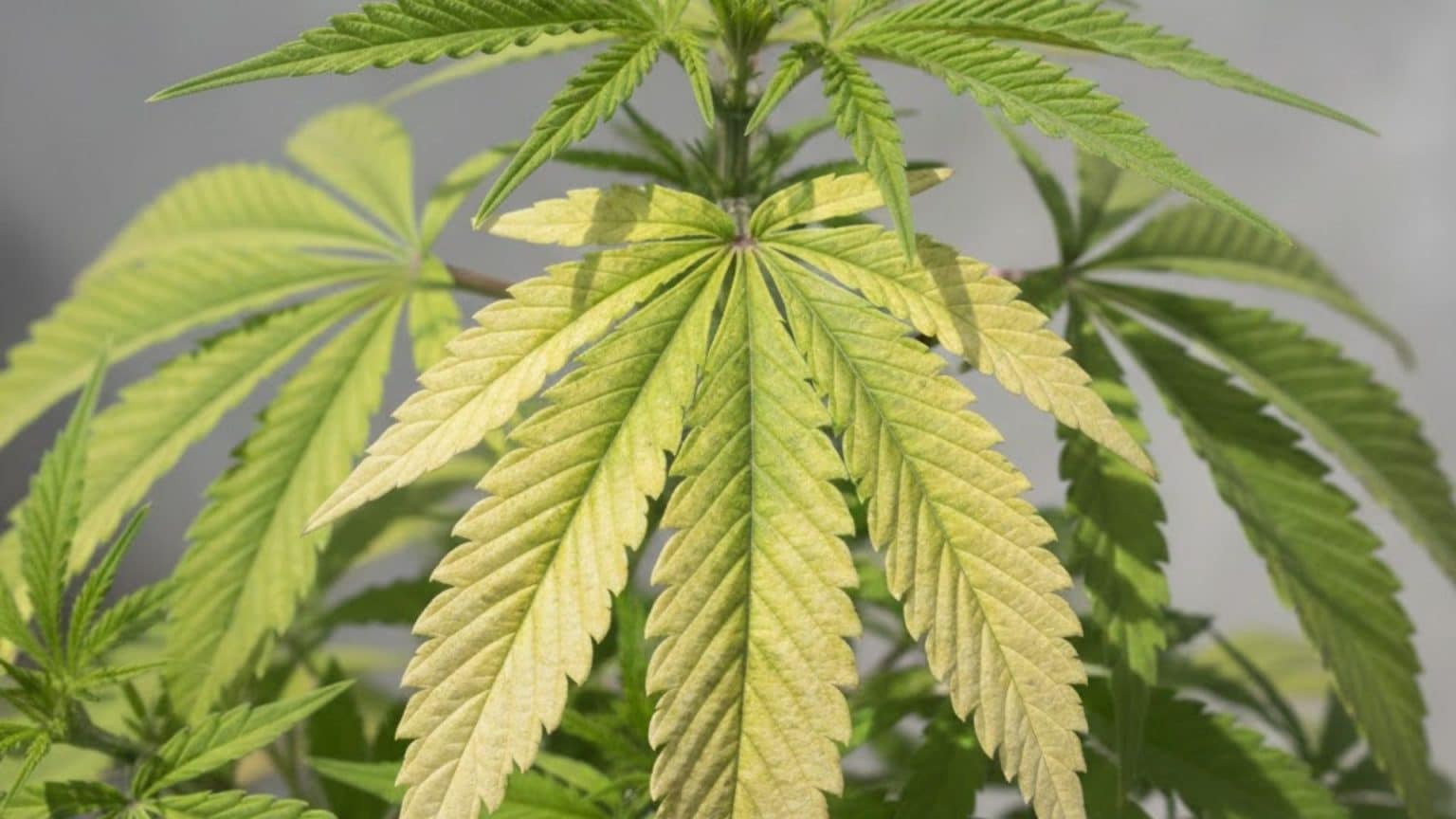Common Cannabis Deficiencies & Cannabis Deficiency Chart - Fun With Dizzies