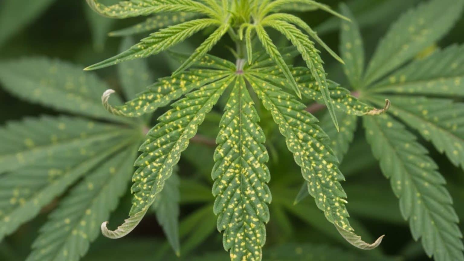 Common Cannabis Deficiencies & Cannabis Deficiency Chart - Fun With Dizzies