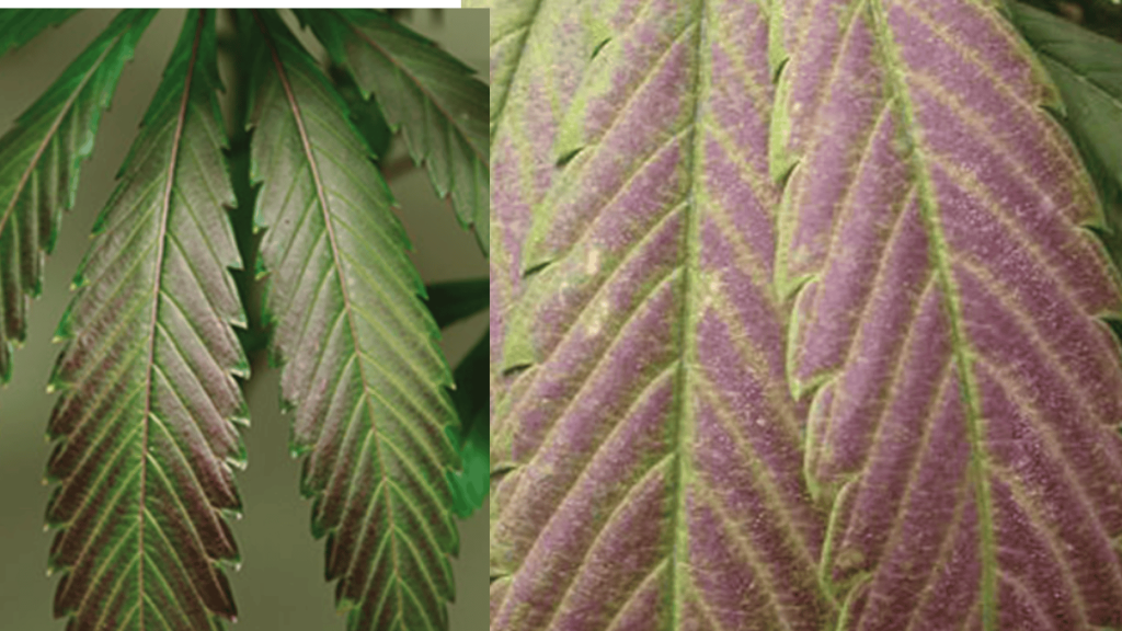 Common Cannabis Deficiencies & Cannabis Deficiency Chart - Fun With Dizzies
