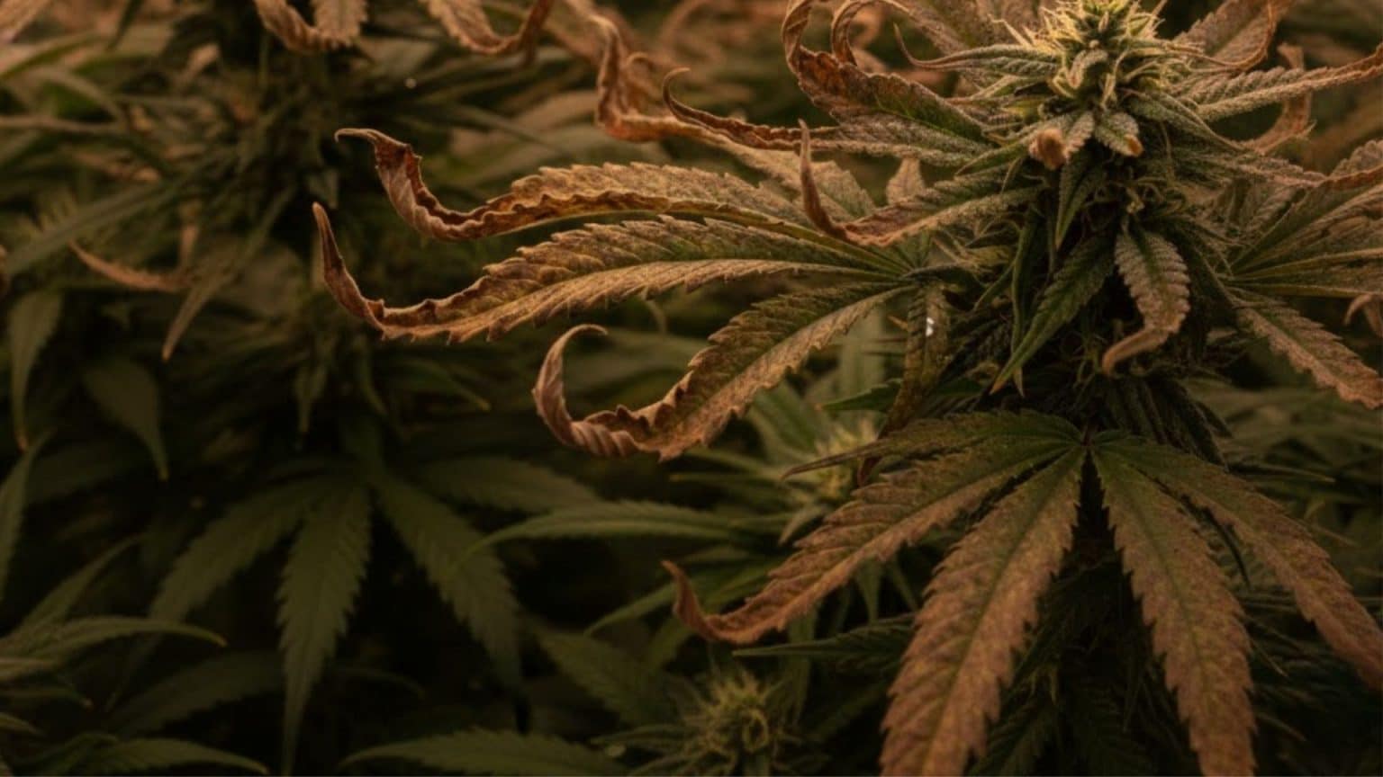 Common Cannabis Deficiencies & Cannabis Deficiency Chart - Fun With Dizzies